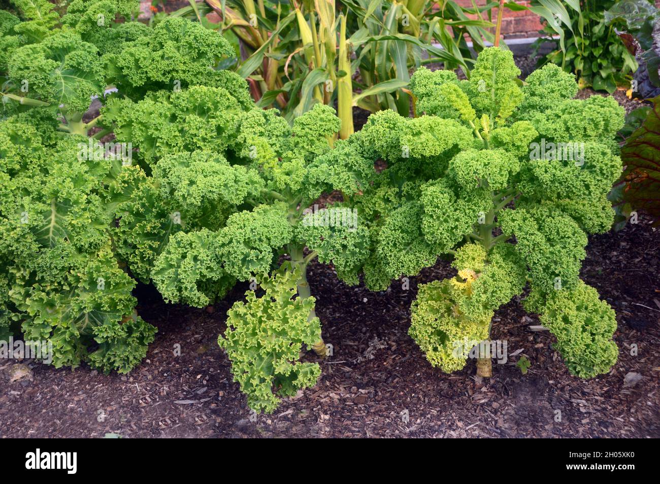 Curly Kale 'Leaf Cabbage' (Brassica oleracea) grown in a Raised Bed in ...