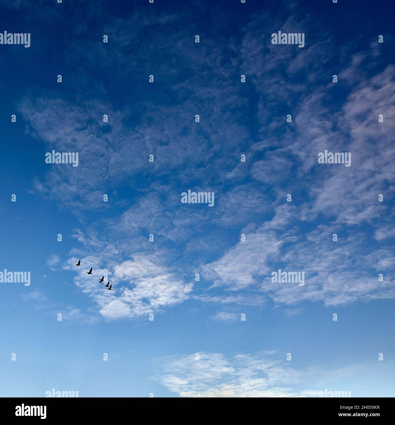 Late February afternoon and 5 flying geese return to roost Stock Photo ...