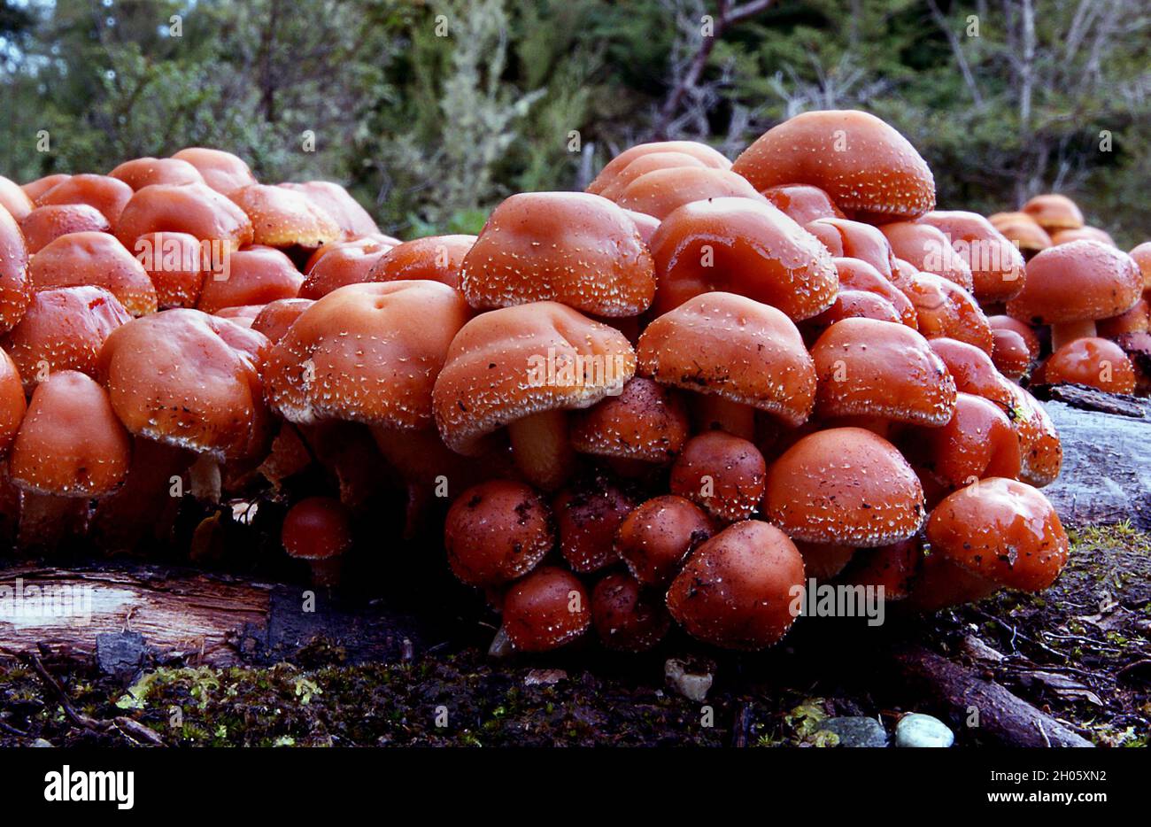 Closeup of Hypholoma lateritium, sometimes called brick cap, chestnut ...