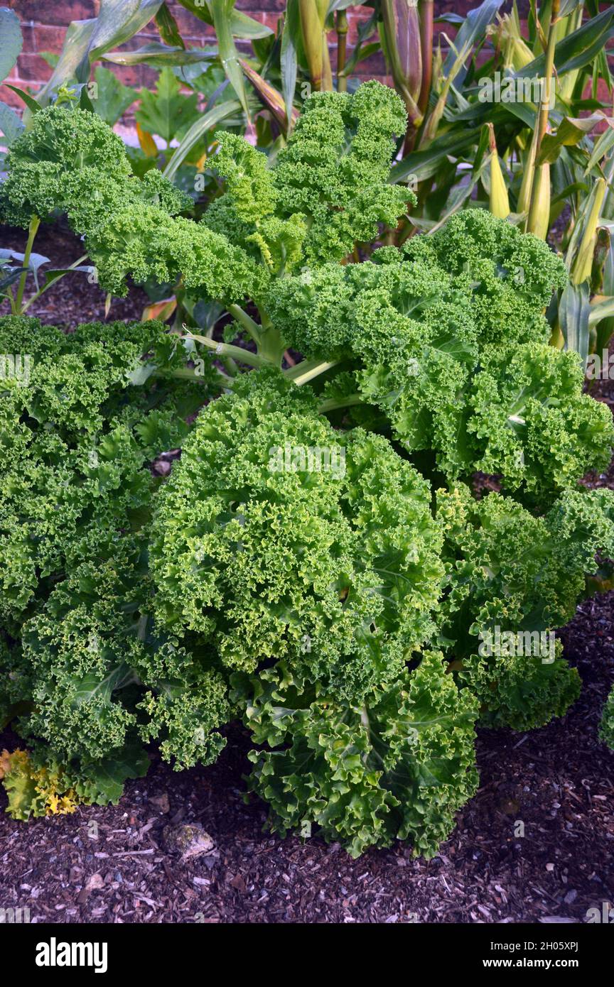 Curly Kale 'Leaf Cabbage' (Brassica oleracea) grown in a Raised Bed in ...