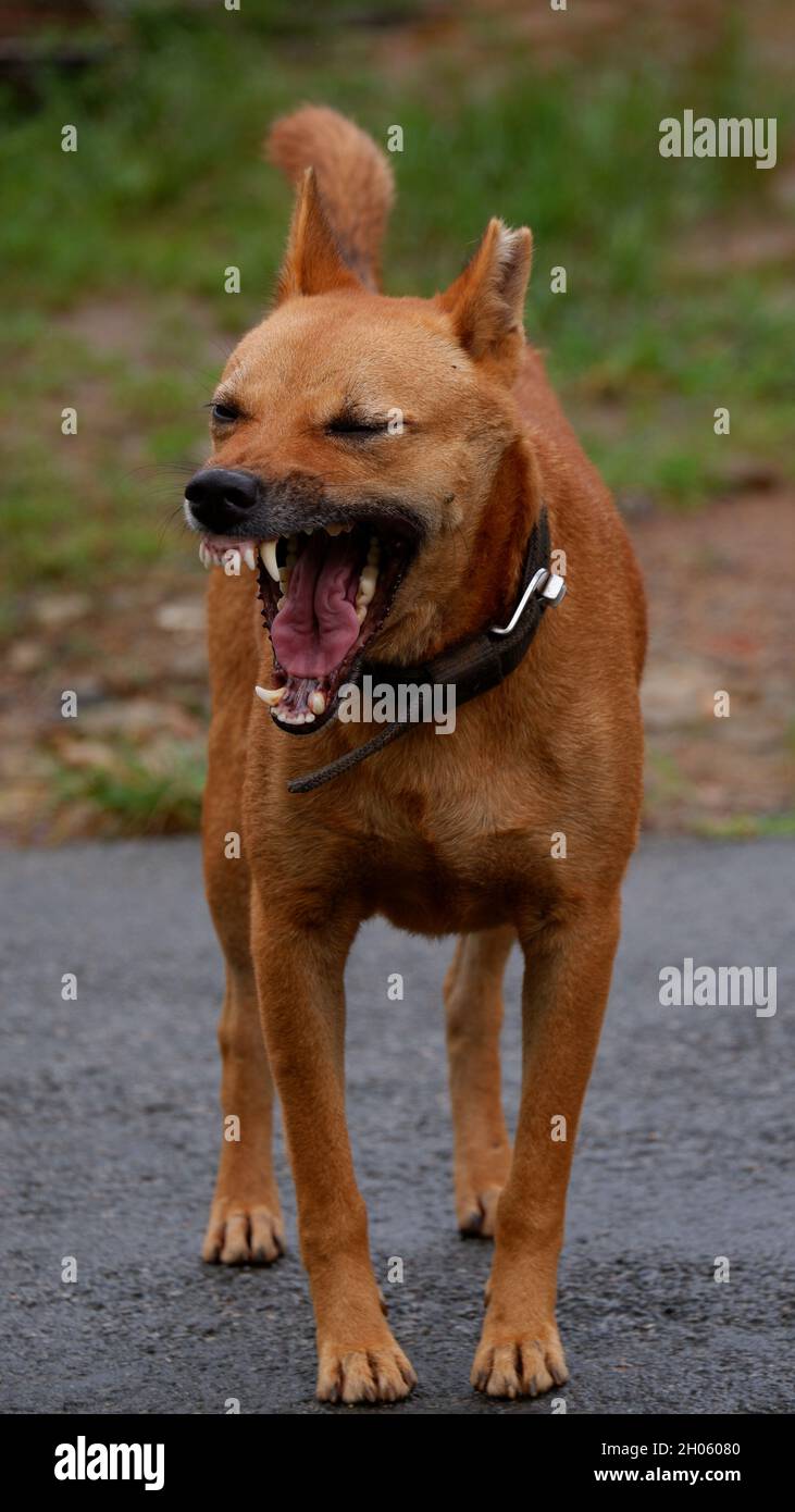 Aggressive dog barking hi-res stock photography and images - Alamy