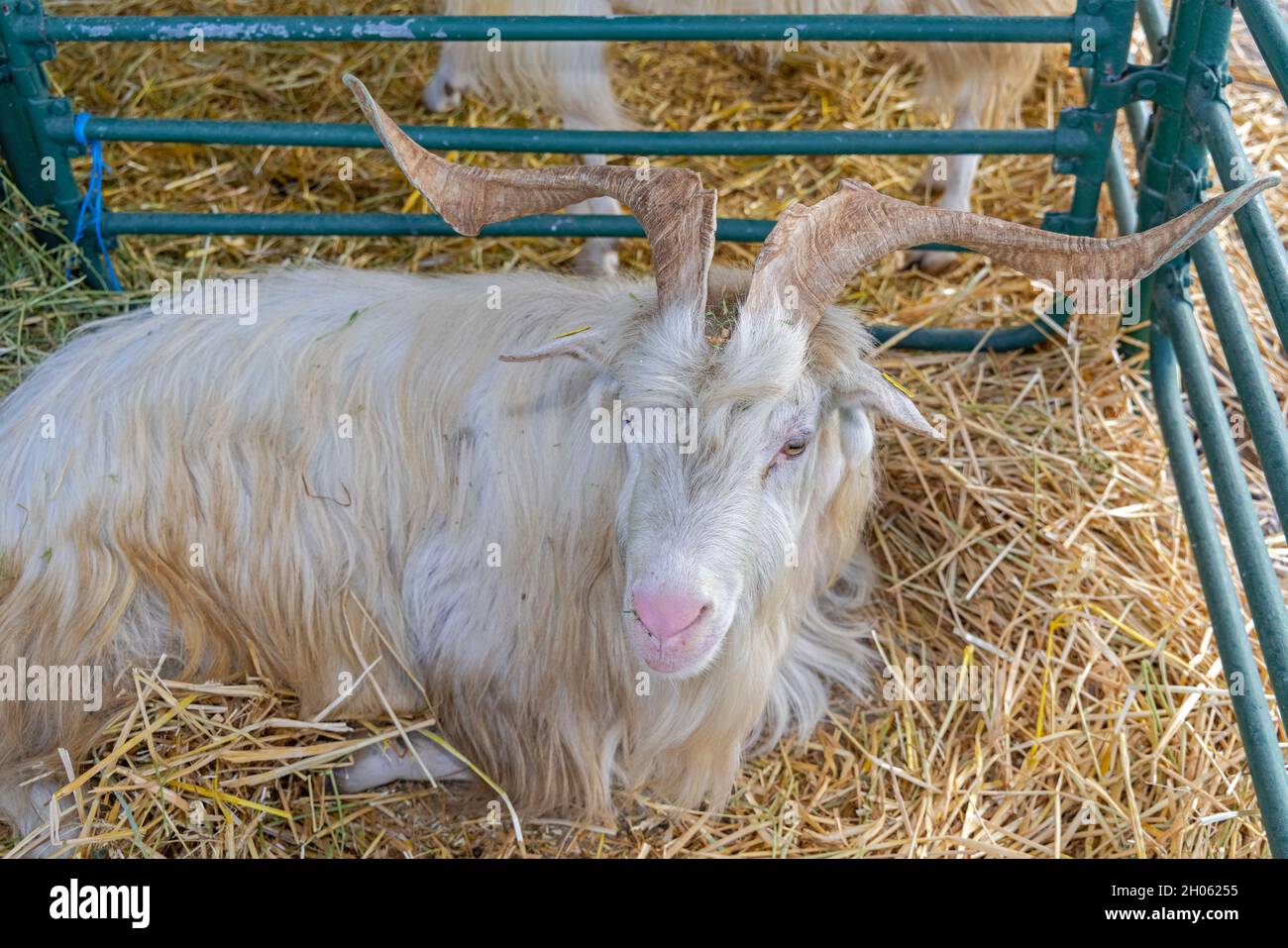 Billy Angora Goat Buck Angora Buck Farm & Garden By Owner Sale