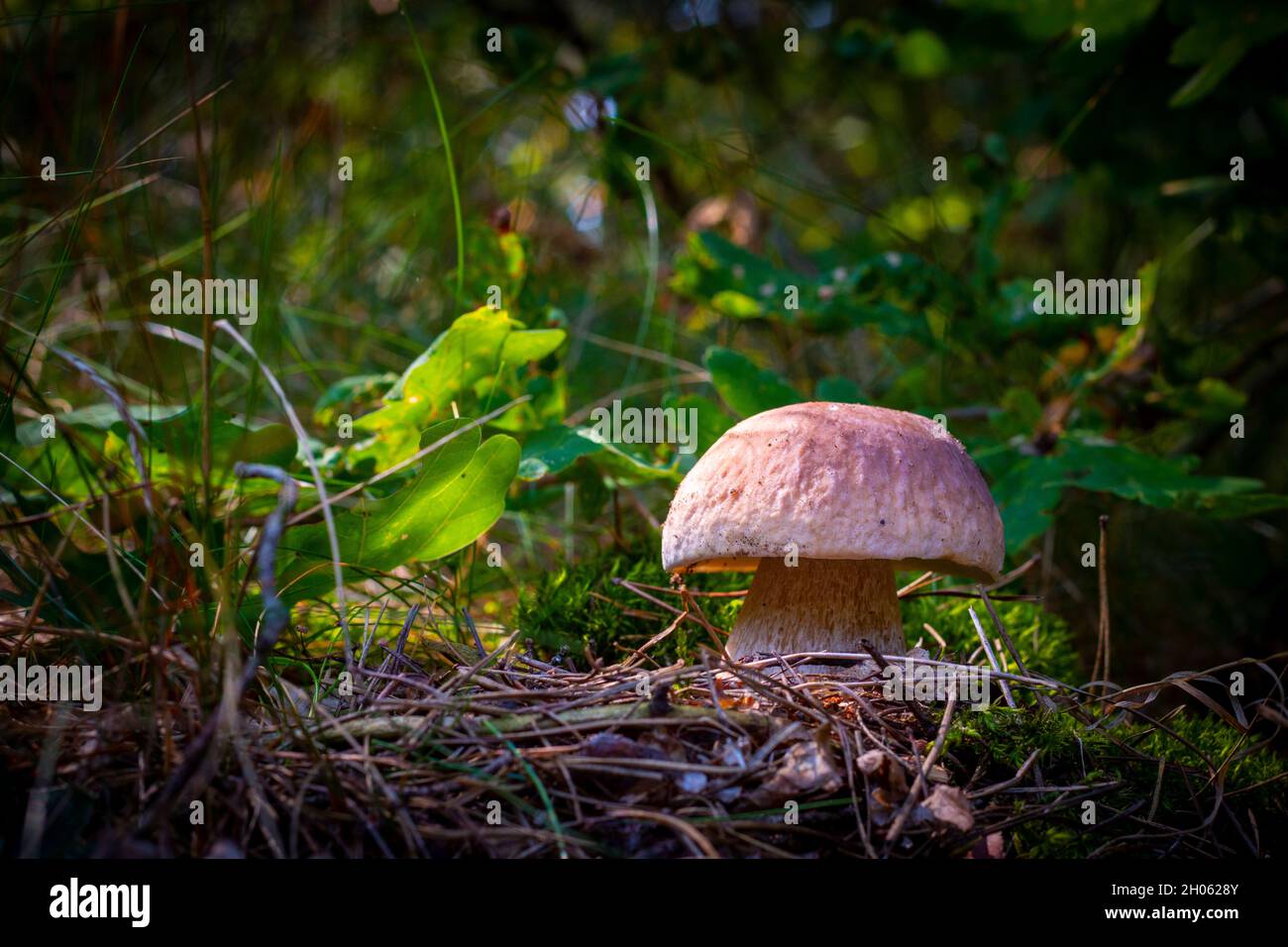 Edible cep mushroom in autumn wood. Royal cep mushrooms food. Boletus ...