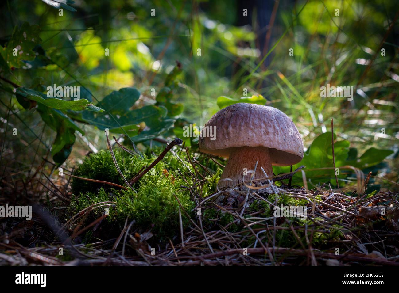 Edible porcini mushroom in forest. Royal cep mushrooms food. Boletus ...