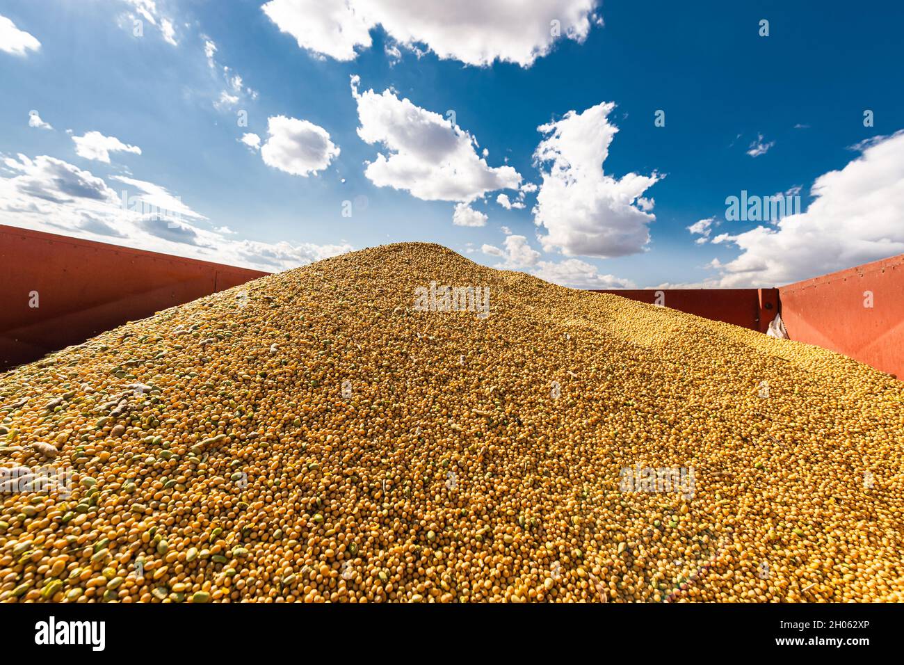 Pile of soybeans on the trailer after the harvest Stock Photo - Alamy