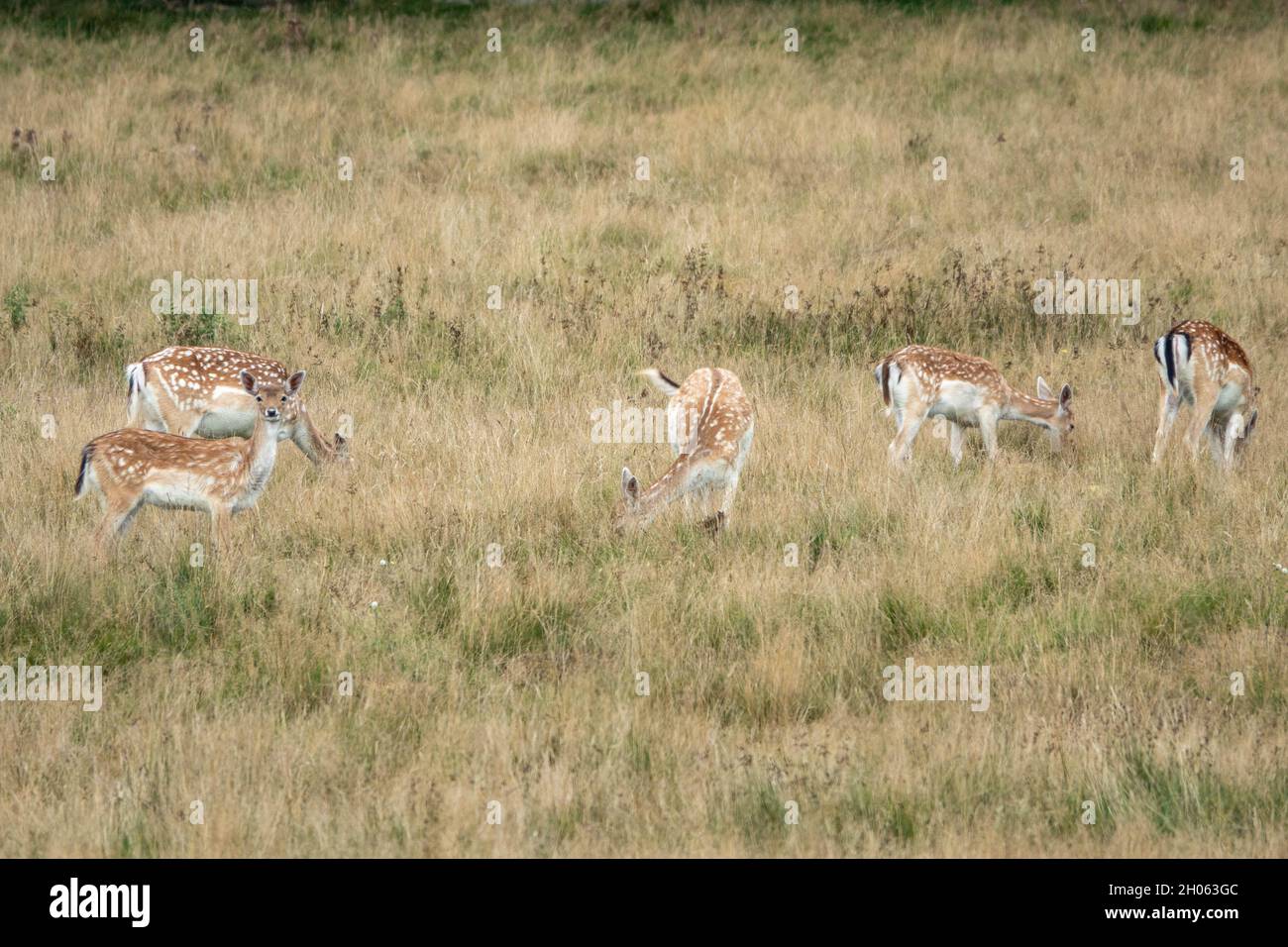 beautiful fallow deer in the English Countryside Stock Photo - Alamy