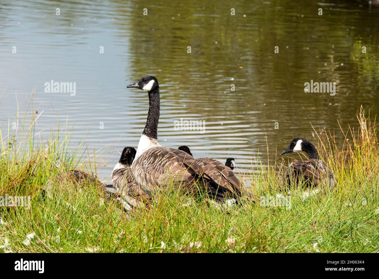 Large aggressive goose hi-res stock photography and images - Alamy