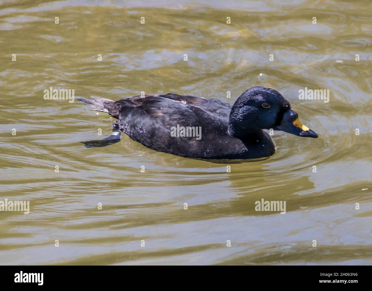 the common scoter duck an all dark sea duck with yellow marking on bill ...
