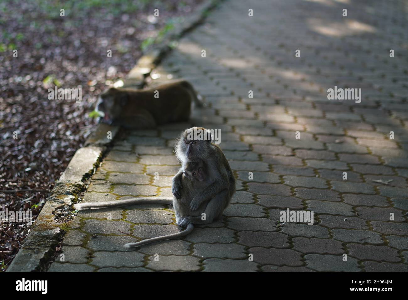 Monkey child in mother's hugs are on the jogging track resting under ...