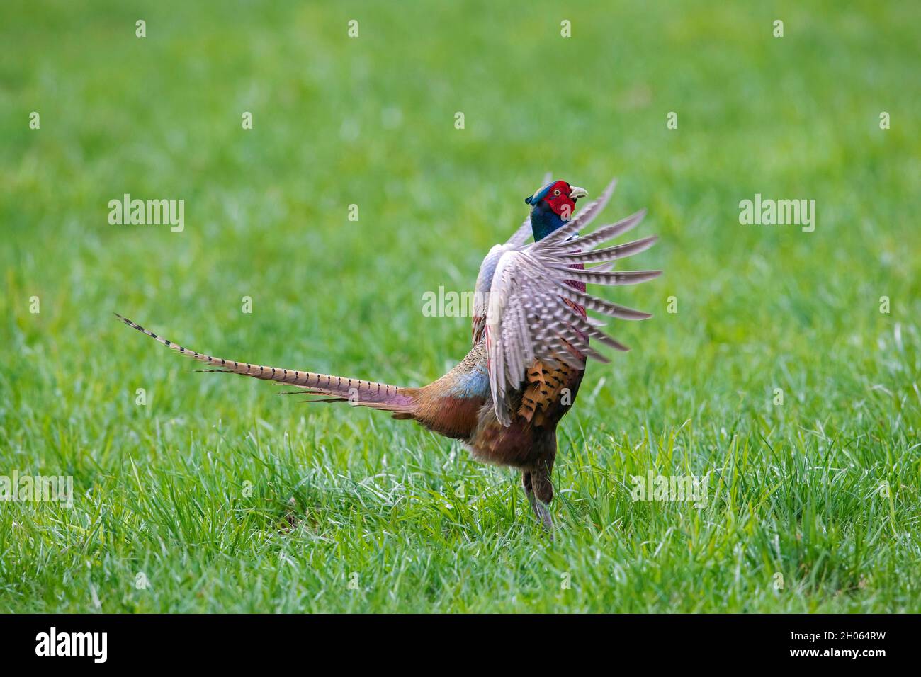 Common pheasant / Ring-necked pheasant (Phasianus colchicus) cock flapping its wings during ...