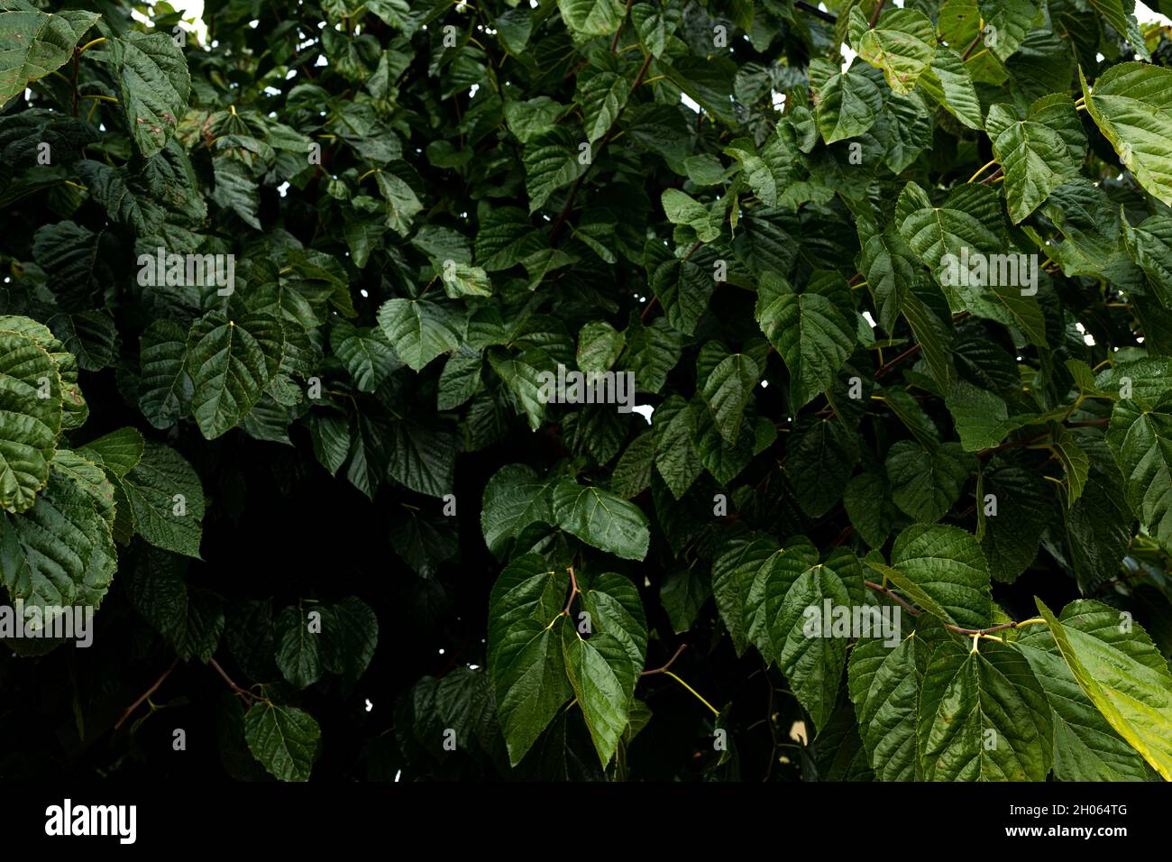 Background of wall of mulberry green leaves texture Stock Photo - Alamy