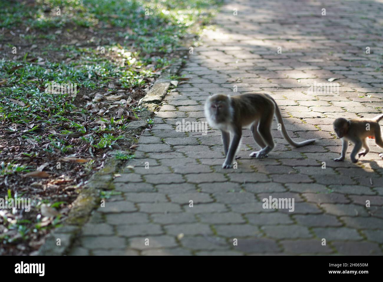 A long-tail monkey with a child crossing jogging track at a park under ...