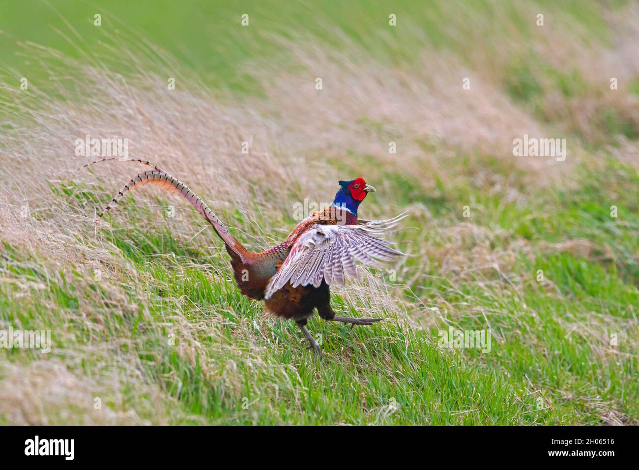 Common pheasant / Ring-necked pheasant (Phasianus colchicus) cock flapping its wings during ...