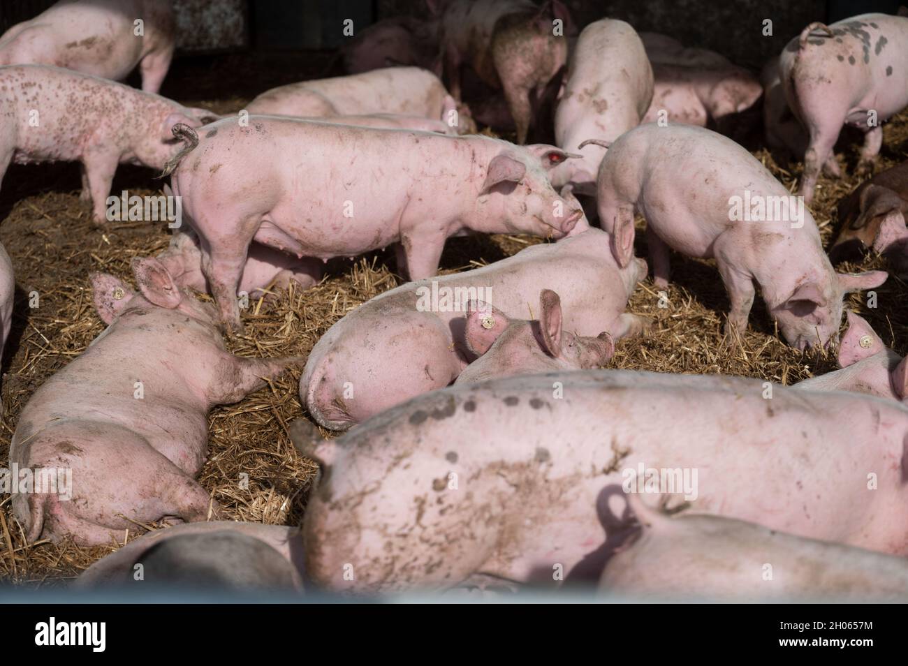 Pig houses hi-res stock photography and images - Alamy