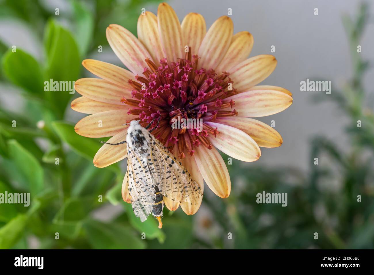 Wood Leopard Moth, Zeuzera pyrina, white moth with black spots resting ...