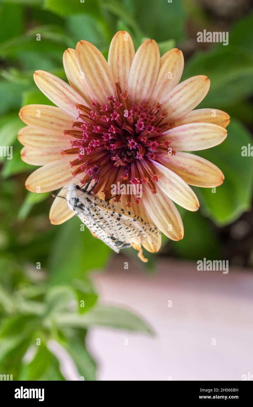 Wood Leopard Moth, Zeuzera pyrina, white moth with black spots resting ...