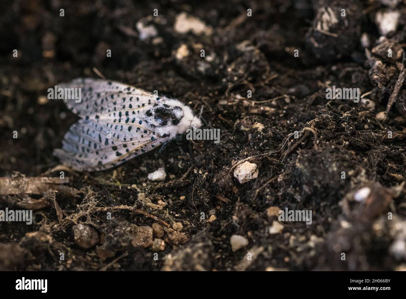 Wood Leopard Moth, Zeuzera pyrina, white moth with black spots walking ...
