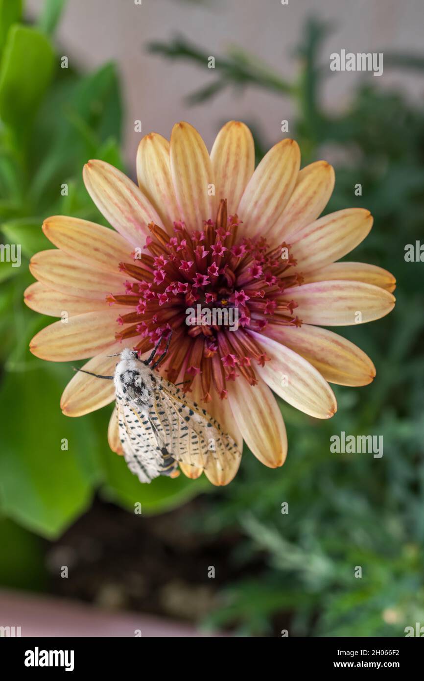 Wood Leopard Moth, Zeuzera pyrina, white moth with black spots resting ...