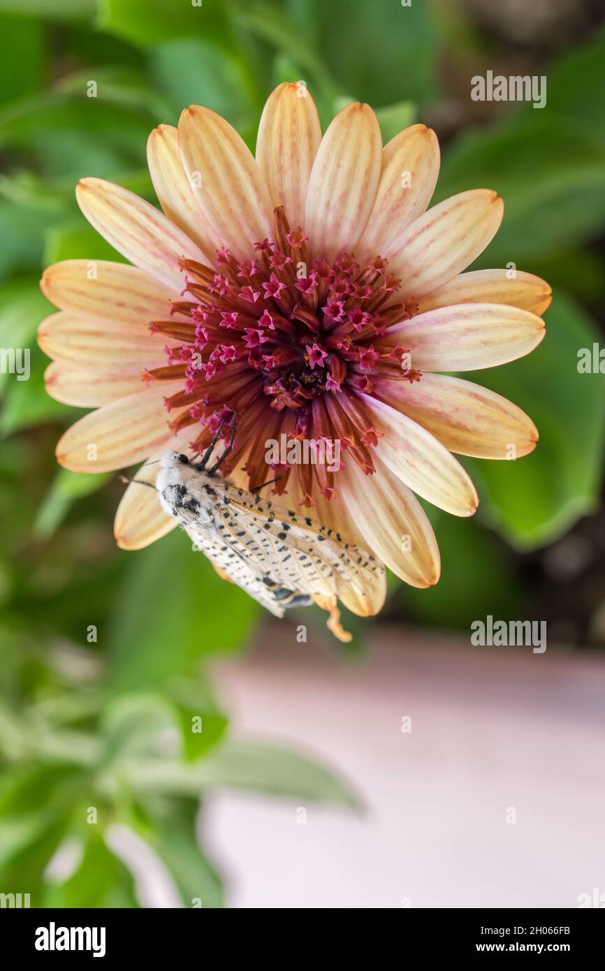 Wood Leopard Moth, Zeuzera pyrina, white moth with black spots resting ...