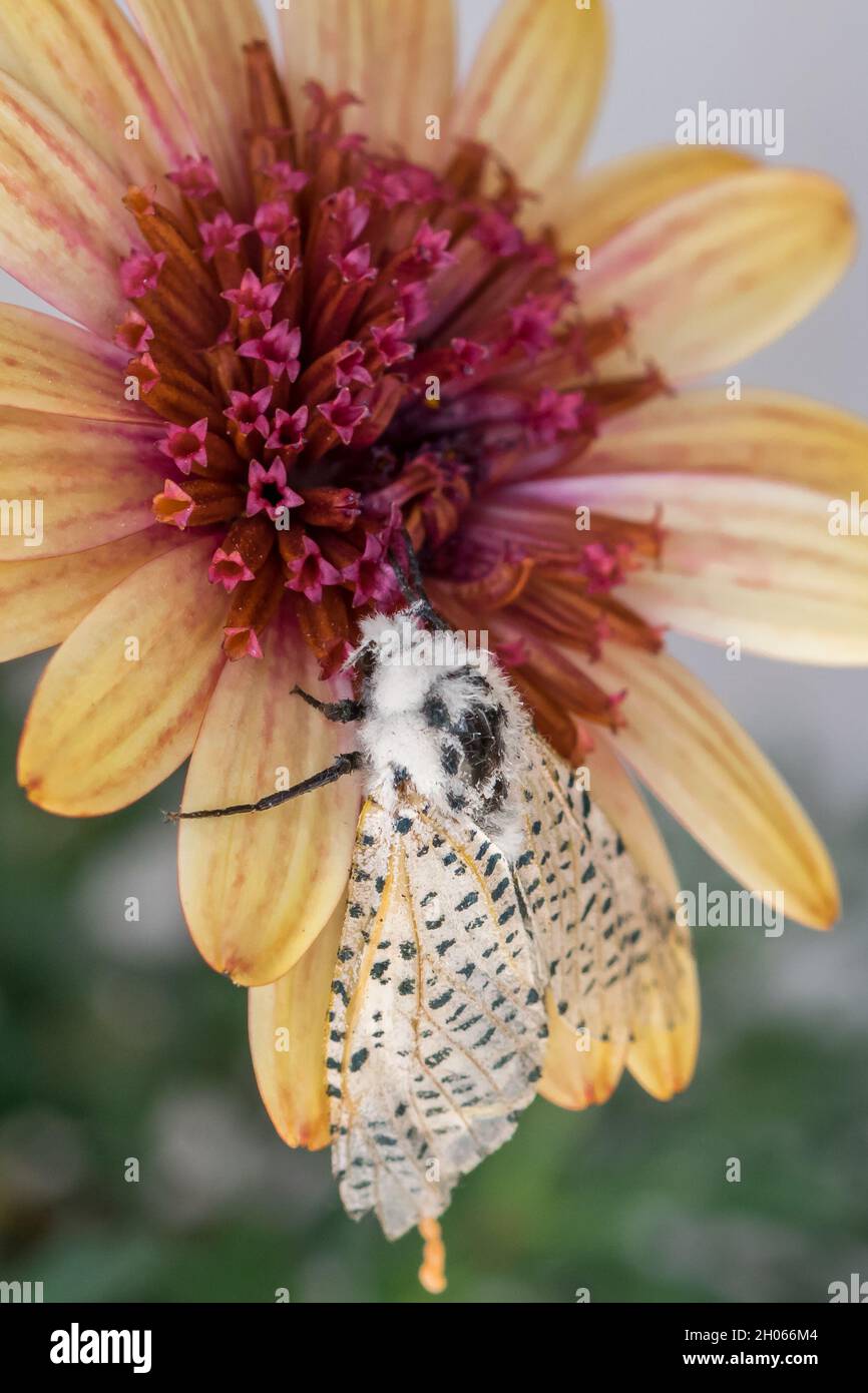 Wood Leopard Moth, Zeuzera pyrina, white moth with black spots resting ...