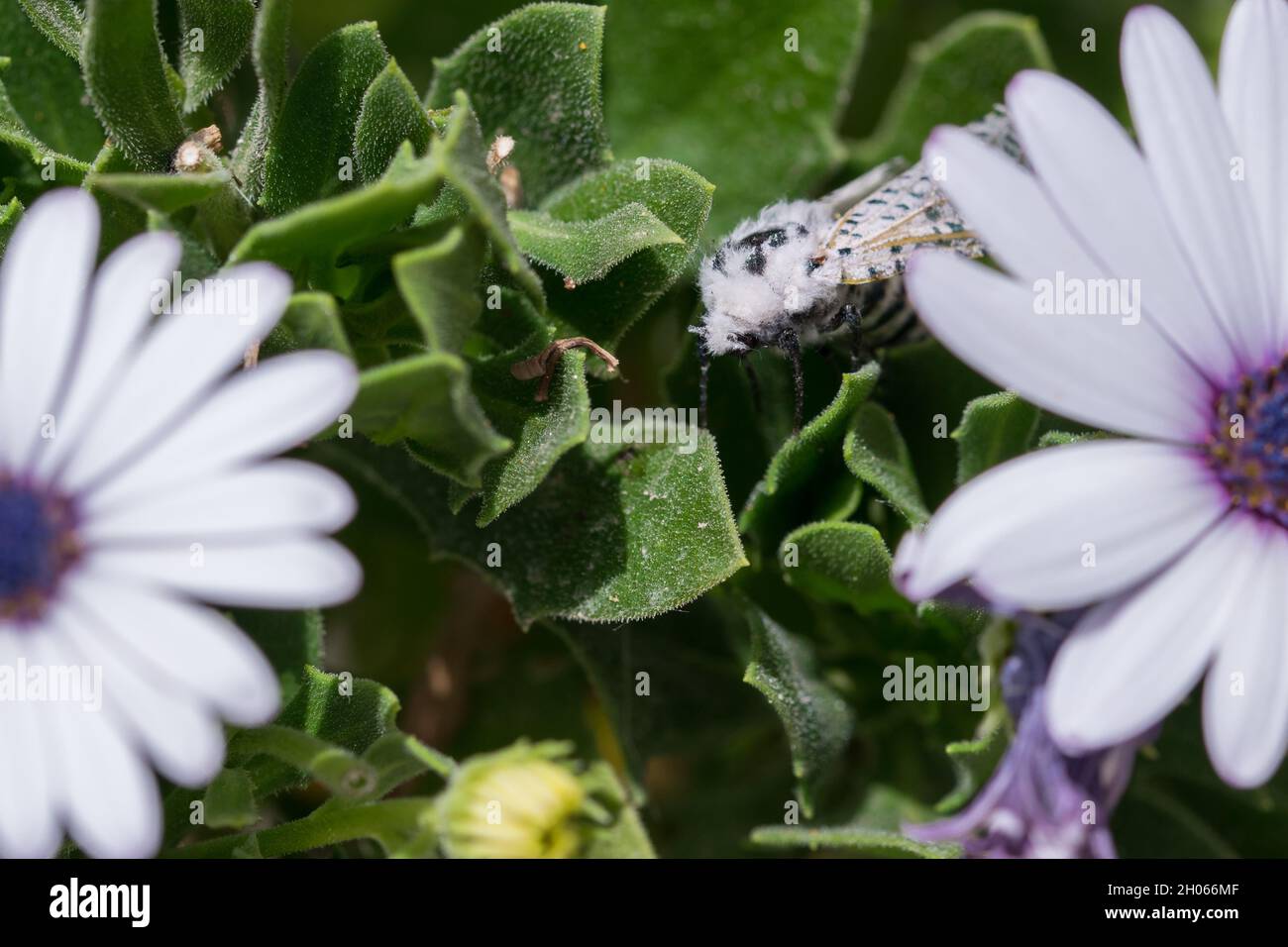 Wood Leopard Moth, Zeuzera pyrina, white moth with black spots walking ...