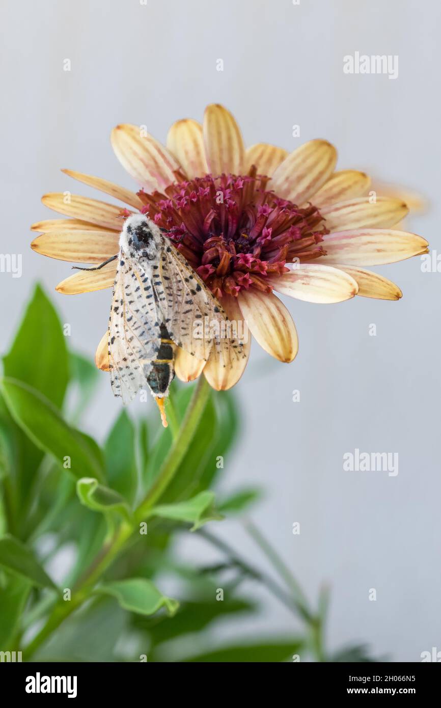 Wood Leopard Moth, Zeuzera pyrina, white moth with black spots resting ...