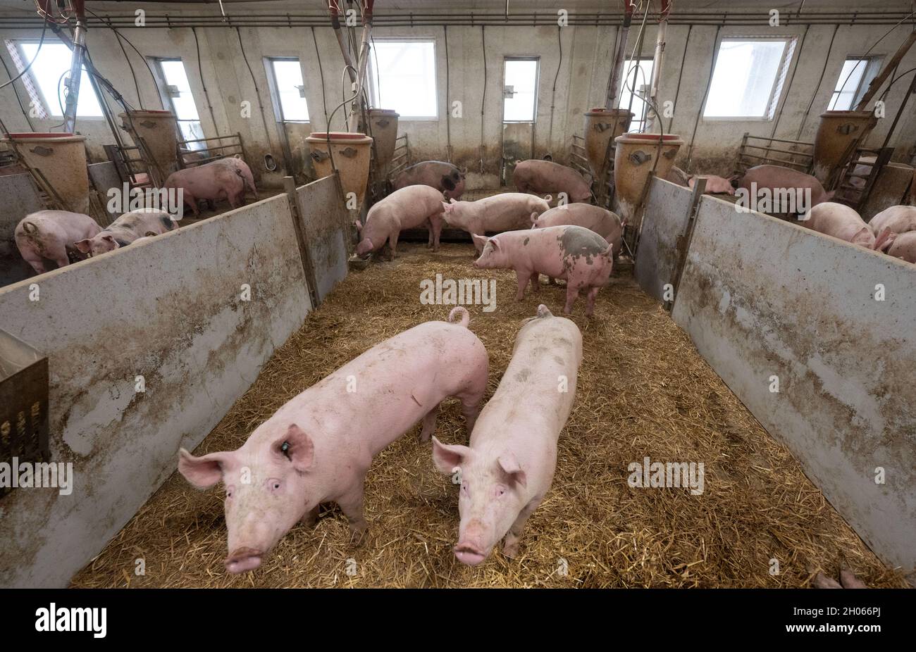 Pig houses hi-res stock photography and images - Alamy