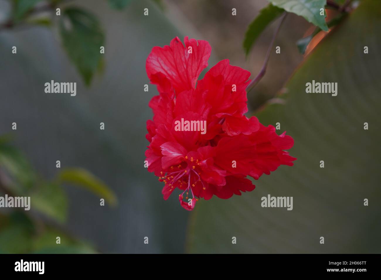 Bunga raya malaysia flower hi-res stock photography and images - Alamy