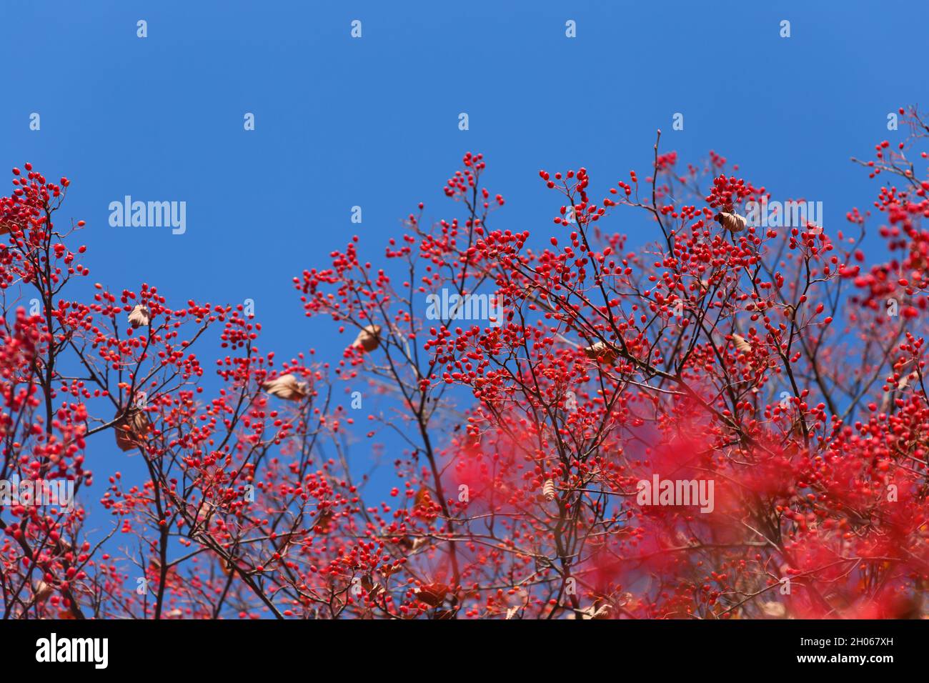 Tree branches full of bright red berries against blue sky Stock Photo ...