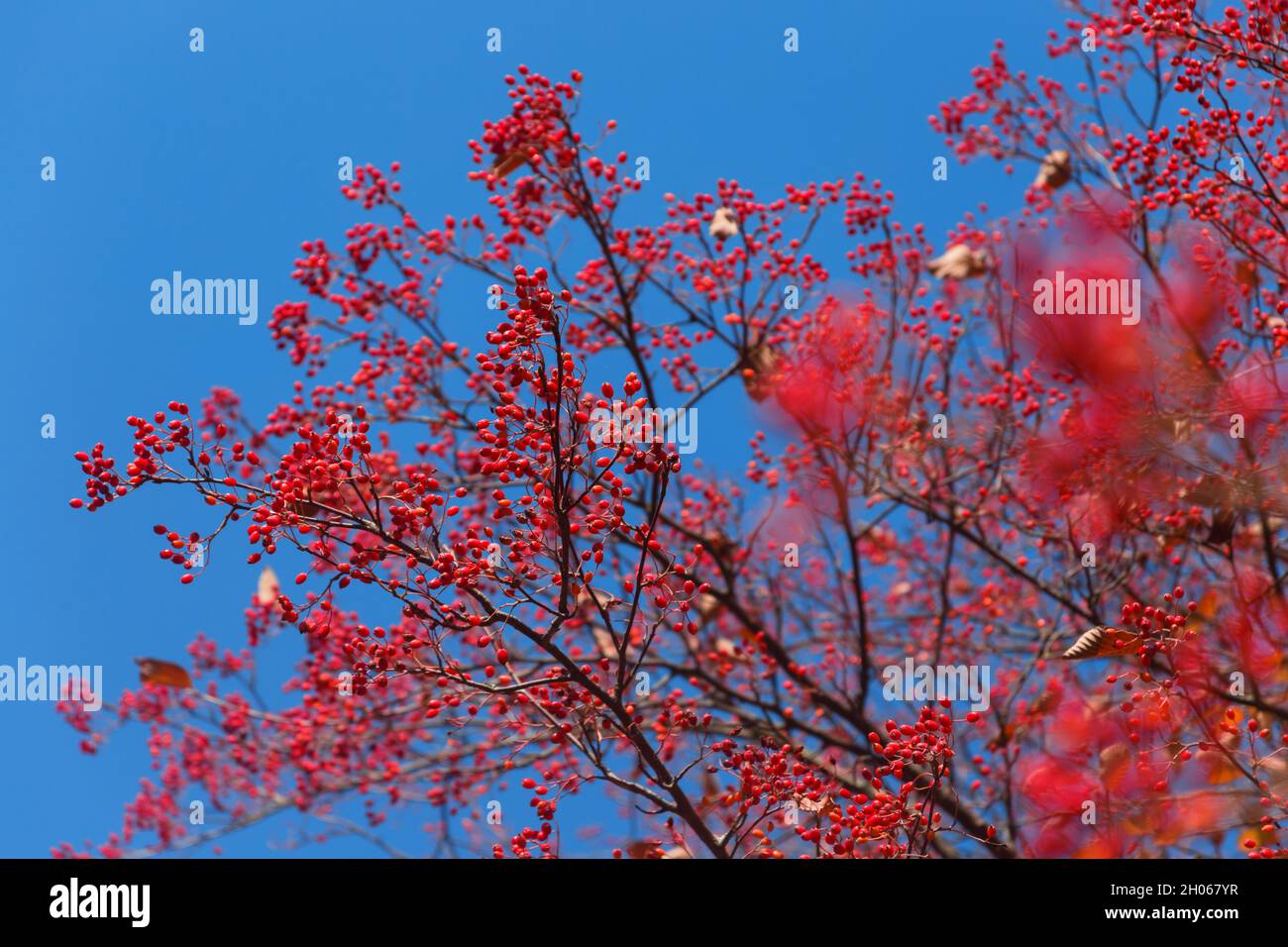 Tree branches full of bright red berries against blue sky Stock Photo ...