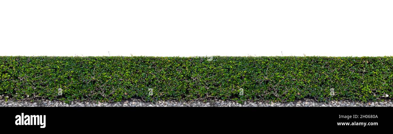 green grass wall background. clipping paths Stock Photo - Alamy