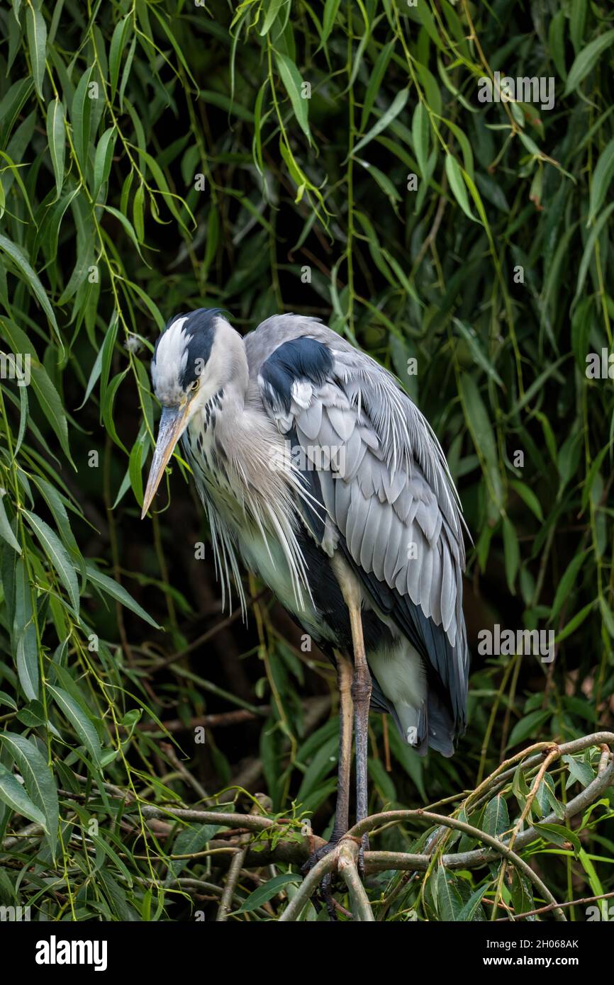 Grey heron (Ardea cinerea) wading bird in the tree, seating on a branch ...