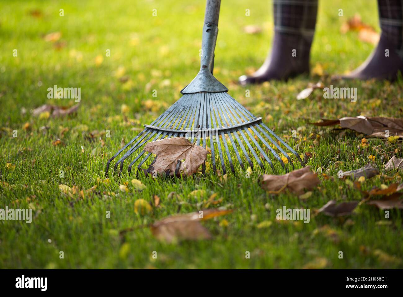 Close up of rake for leaves on lawn. Seasonal gardening works concept ...
