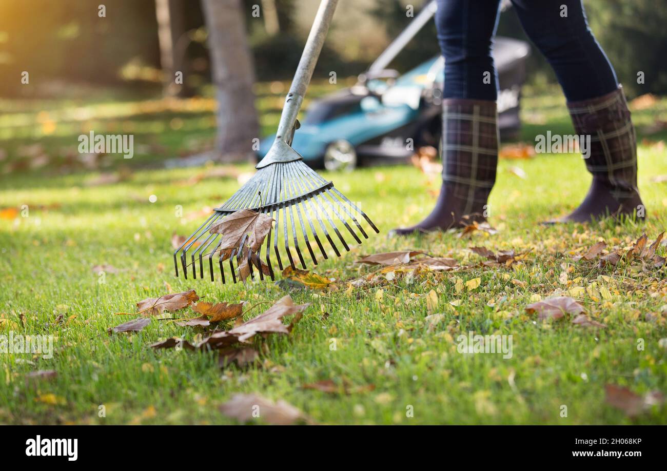 Close up of rake for leaves on lawn. Seasonal gardening works concept ...