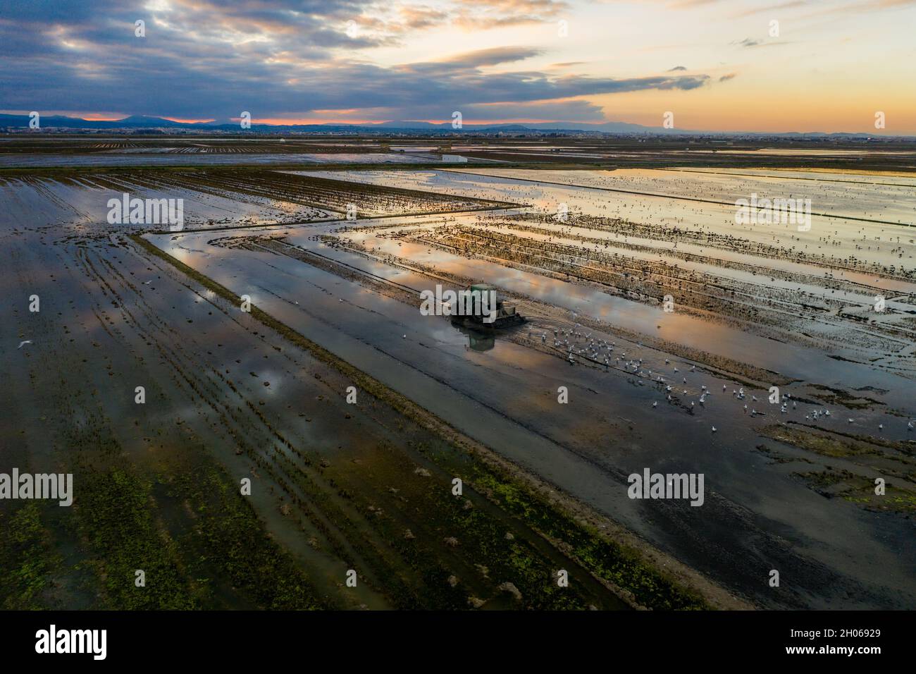 Aerial view of rice fields, flocks of birds and agricultural machinery ...