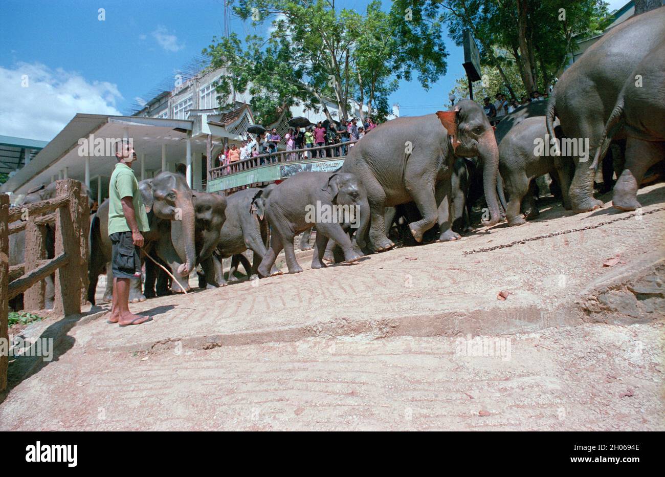 Guiding elephants to their enclosures at the Pinna Wala Elephant ...