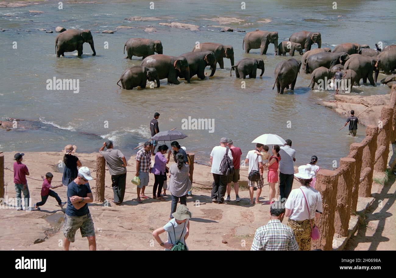 SRI LANKA Tourists and elephants at the Pinna Wala Elephant Orphanage ...
