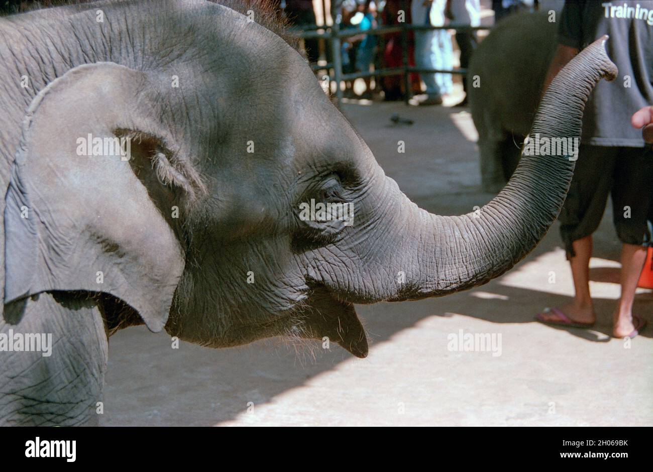 SRI LANKA a baby elephant's head and trunk at a stall at the Elephants ...