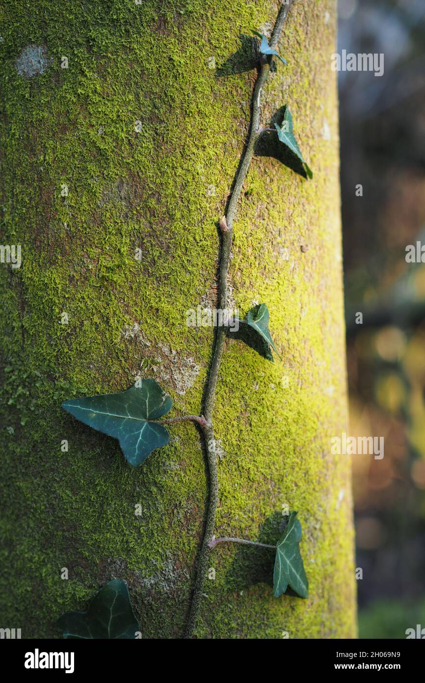 Trailing ivy leaf hi-res stock photography and images - Alamy