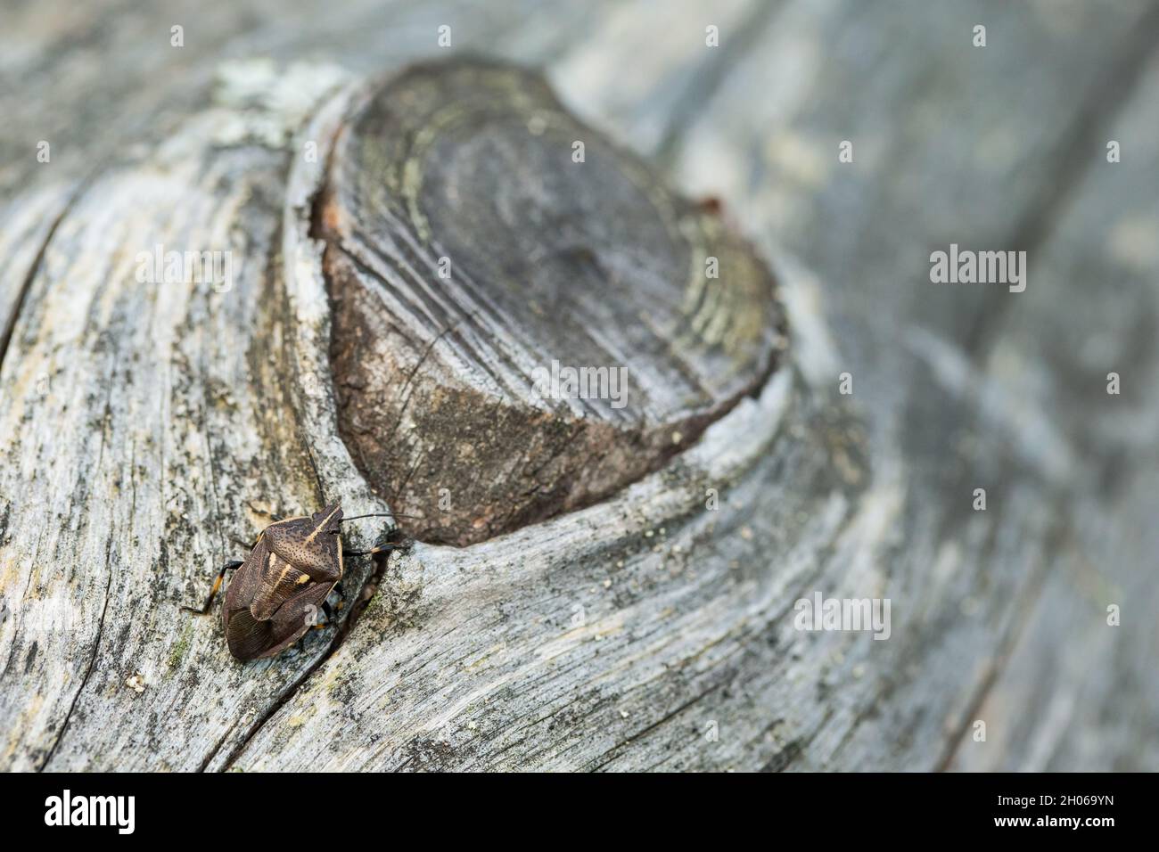 Predatory stink bug (Jalla dumosa Stock Photo - Alamy