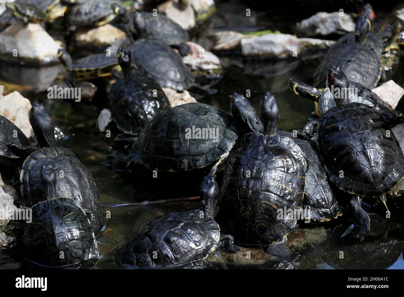 The balkan pond turtle hi-res stock photography and images - Alamy