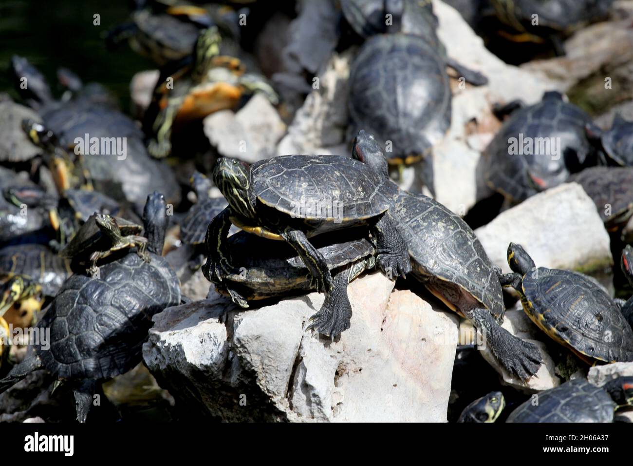 Pond turtles enjoy the sun at the national garden of Athens. The Balkan ...
