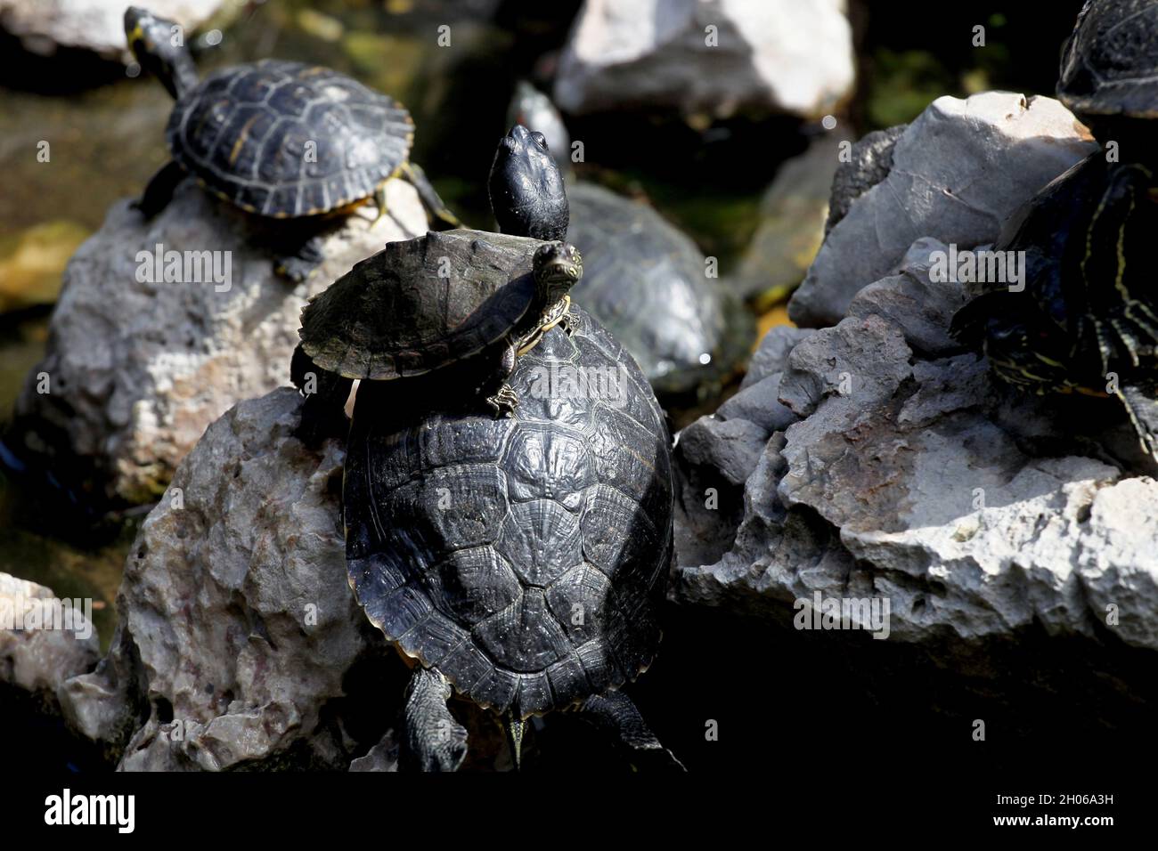 Pond turtles enjoy the sun at the national garden of Athens. The Balkan ...