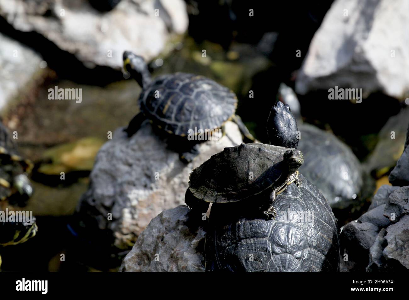 Pond turtles enjoy the sun at the national garden of Athens. The Balkan ...