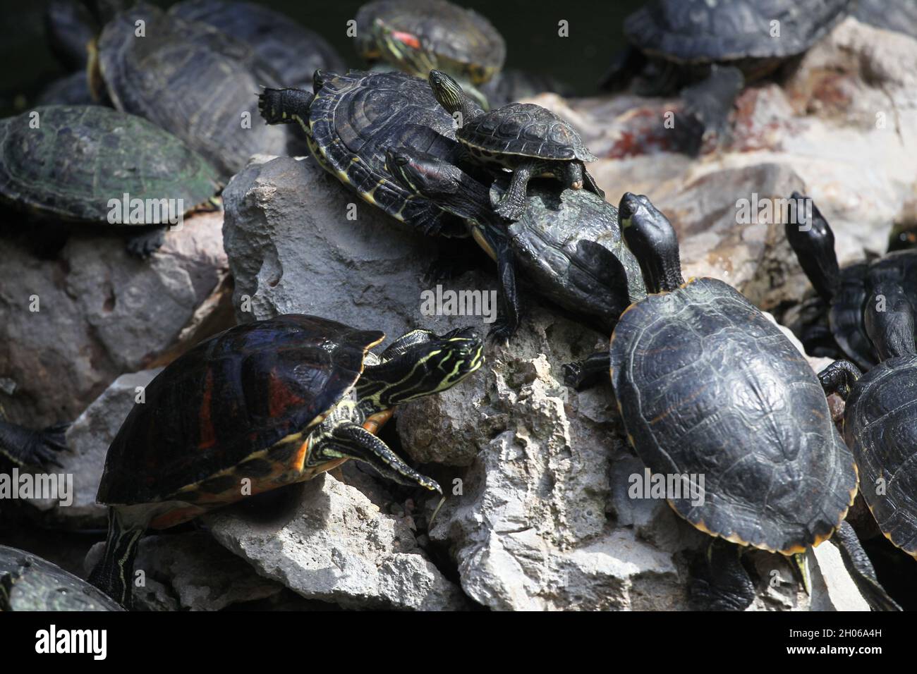 Pond turtles enjoy the sun at the national garden of Athens. The Balkan ...