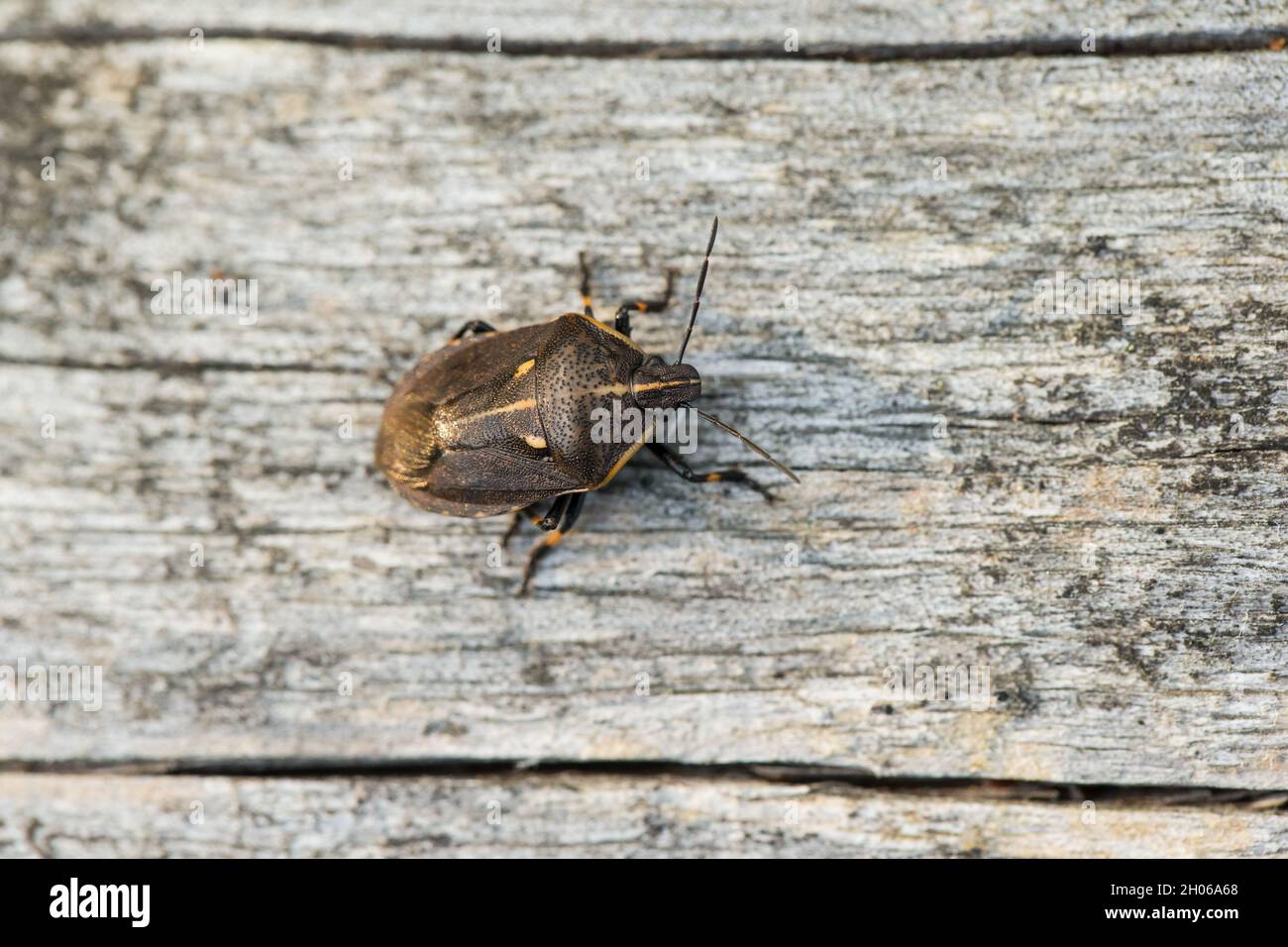 Predatory stink bug (Jalla dumosa Stock Photo - Alamy