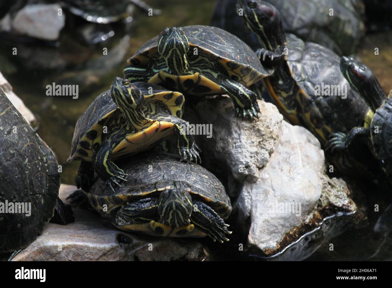 Pond turtles enjoy the sun at the national garden of Athens. The Balkan ...