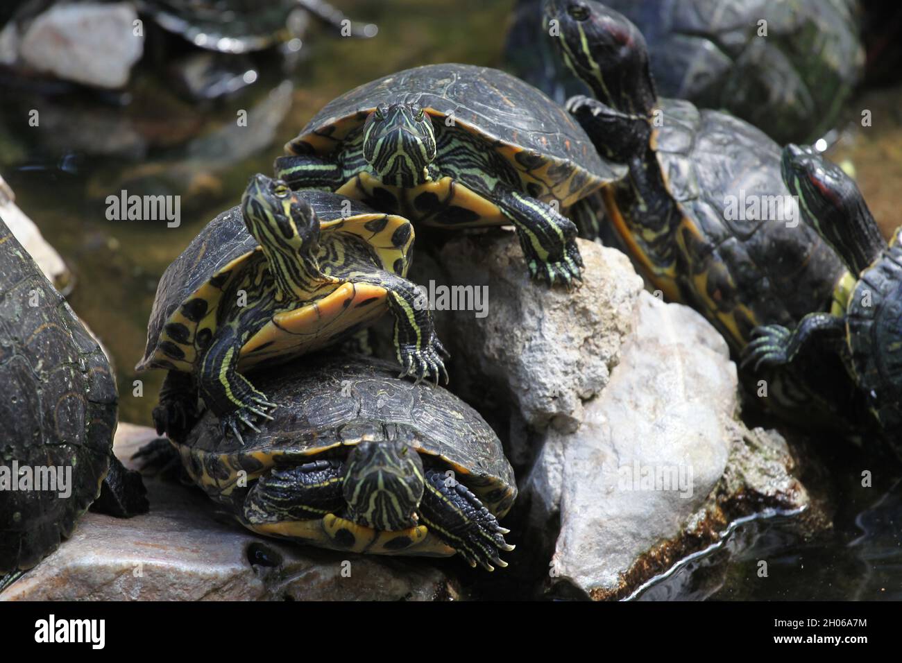 Pond turtles enjoy the sun at the national garden of Athens. The Balkan ...