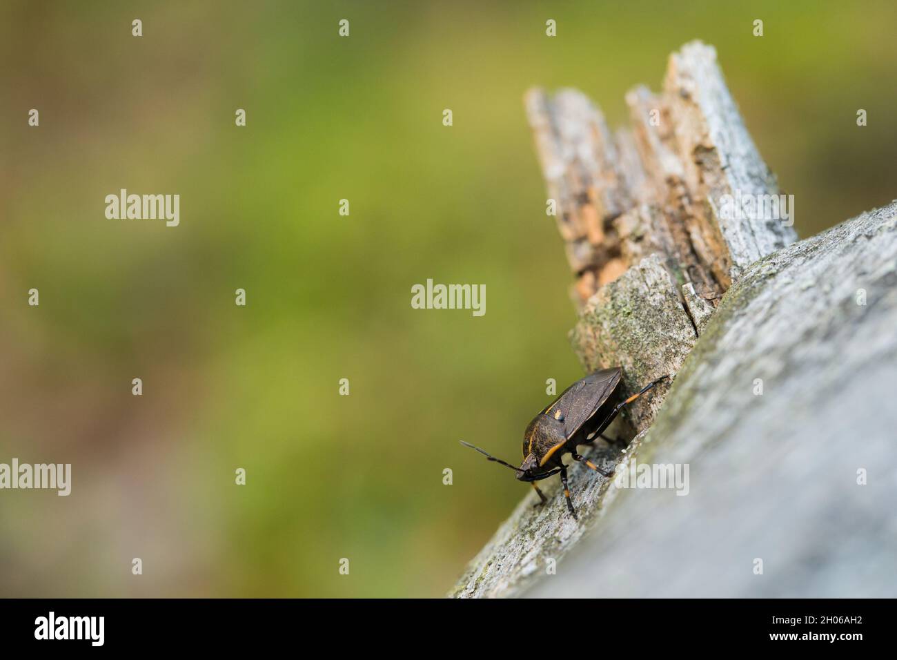 Predatory stink bug (Jalla dumosa Stock Photo - Alamy