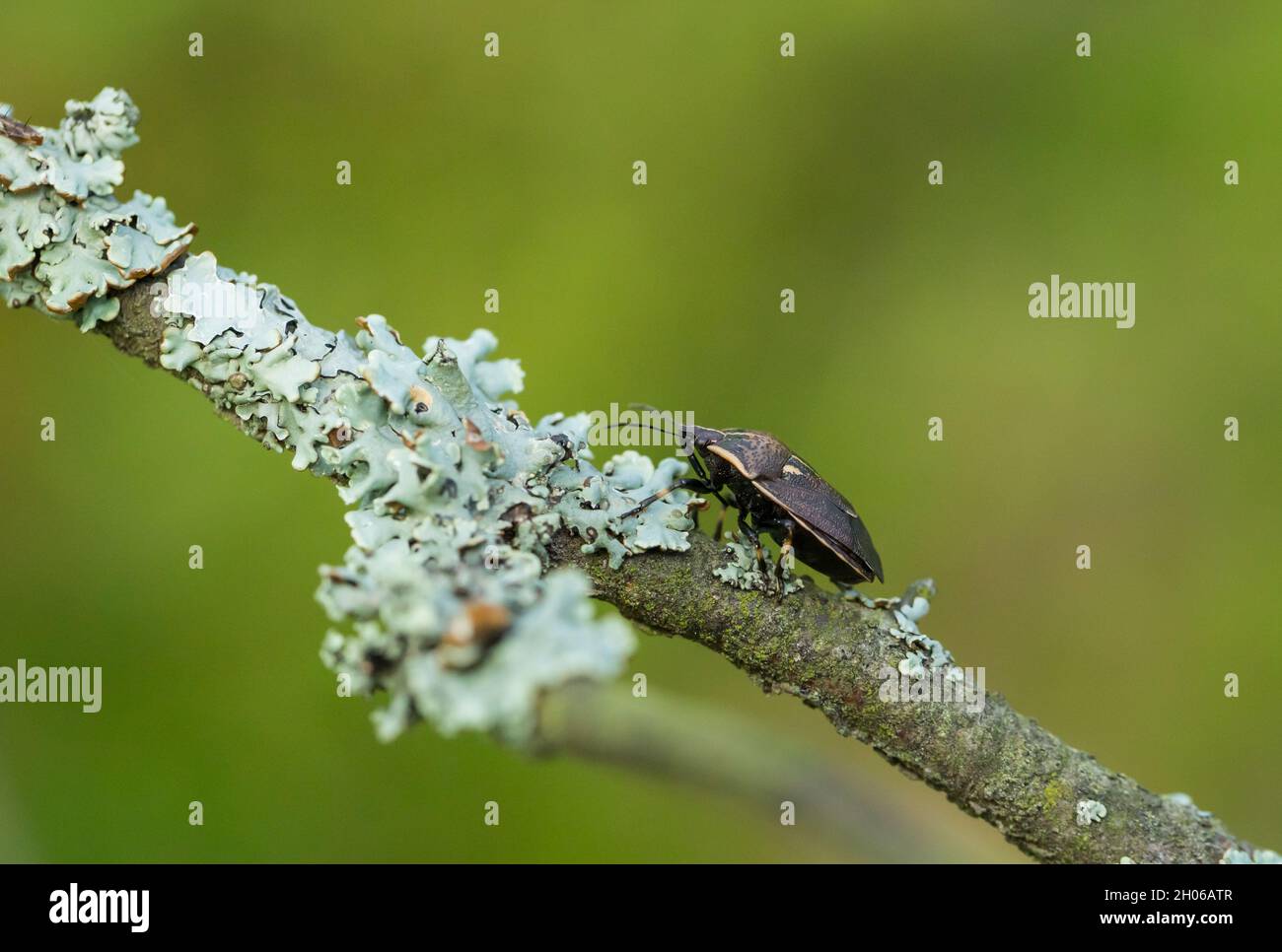 Predatory stink bug (Jalla dumosa Stock Photo - Alamy